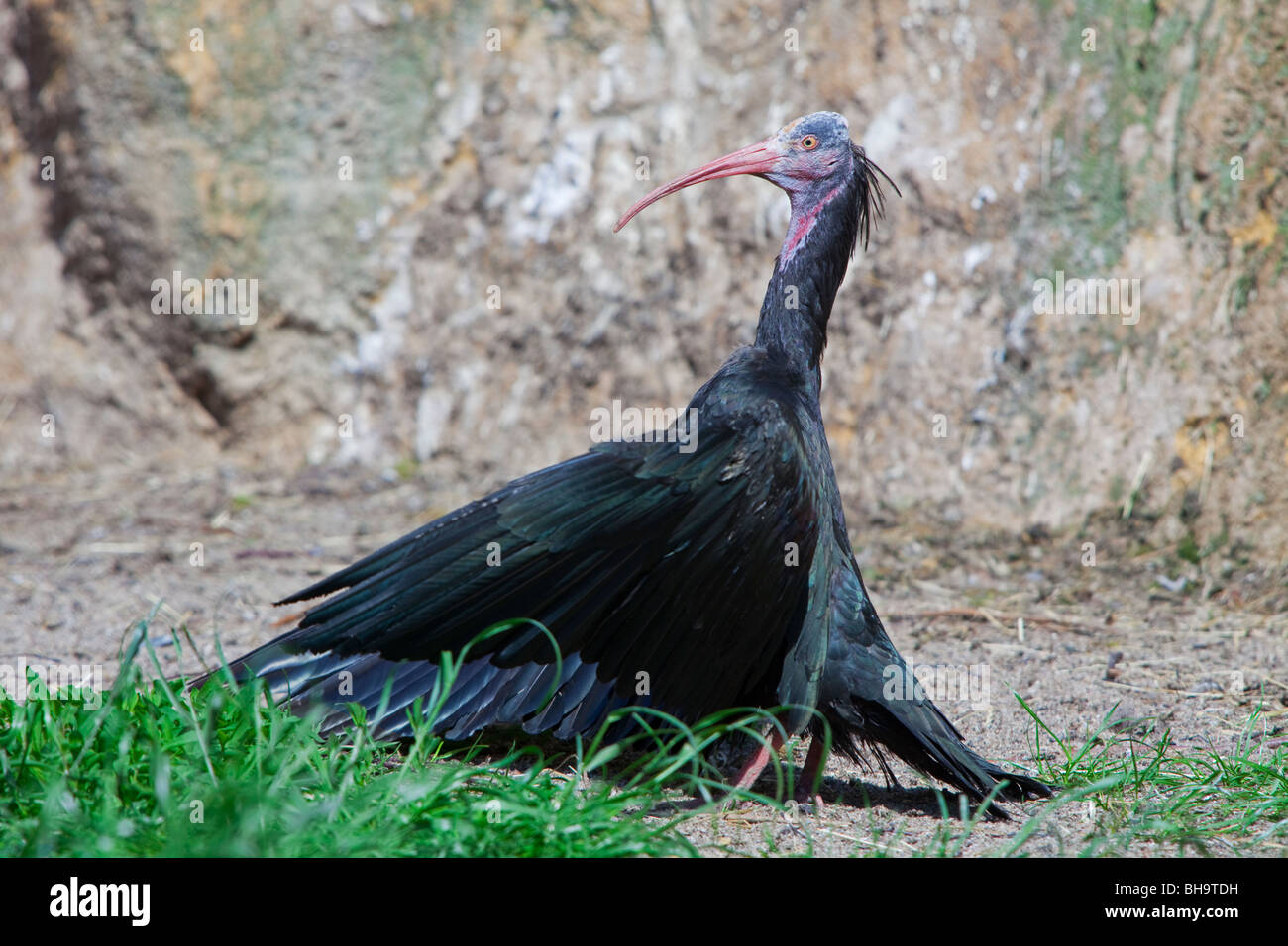 Geronticus hi-res stock photography and images - Alamy