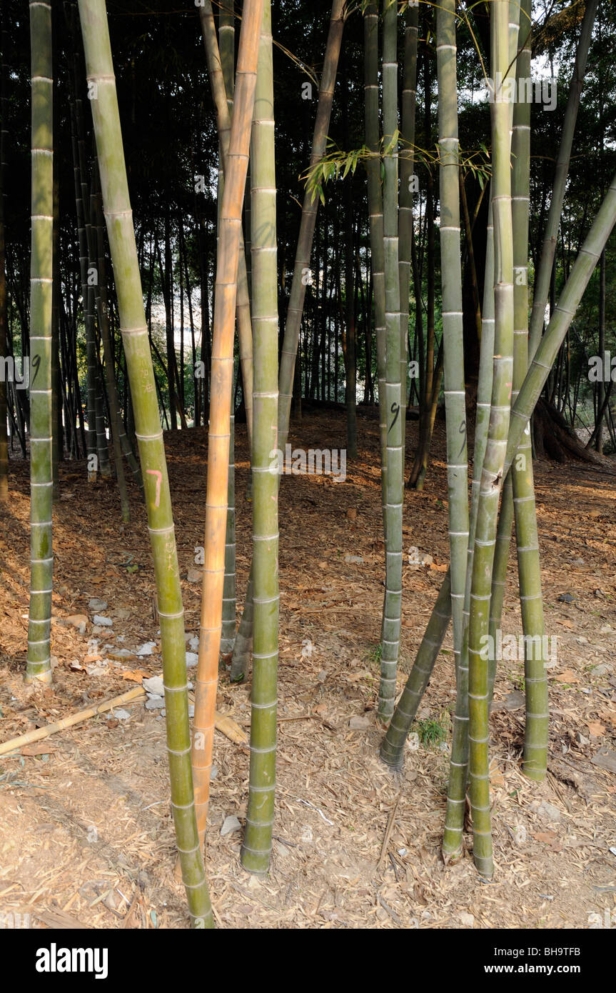 Bamboo trunk hi-res stock photography and images - Alamy