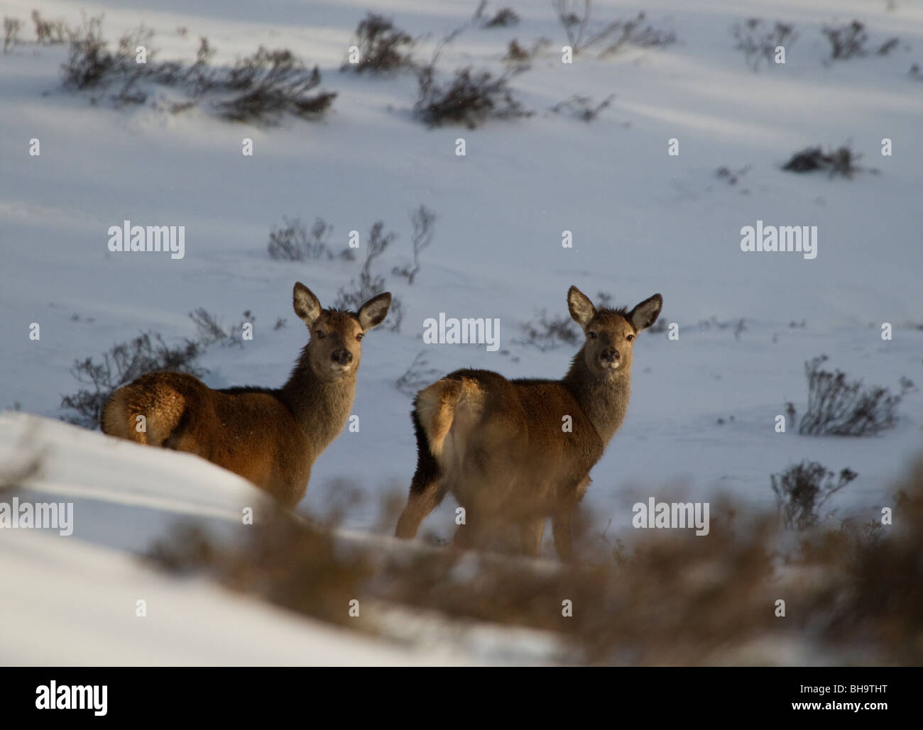 Red deer, Cervus elaphus, hinds in the Scottish Highlands Stock Photo ...