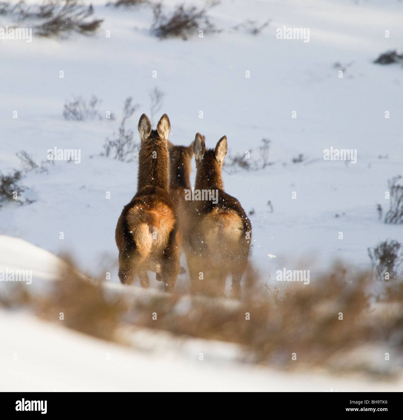 Red deer, Cervus elaphus, hinds in the Scottish Highlands Stock Photo ...