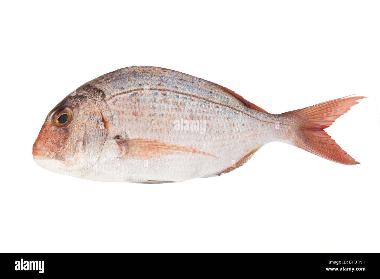 pink sea bream called pagellus isolated on white background with ...