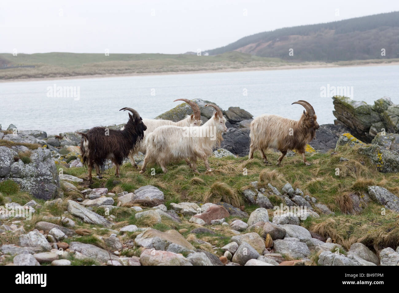 Wild, feral, naturalized Goats. Islay. Scotland Stock Photo - Alamy