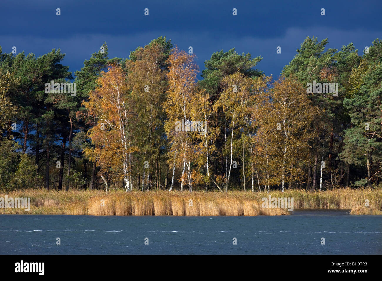Island of Bock, Western Pomerania Lagoon Area National Park, Germany ...