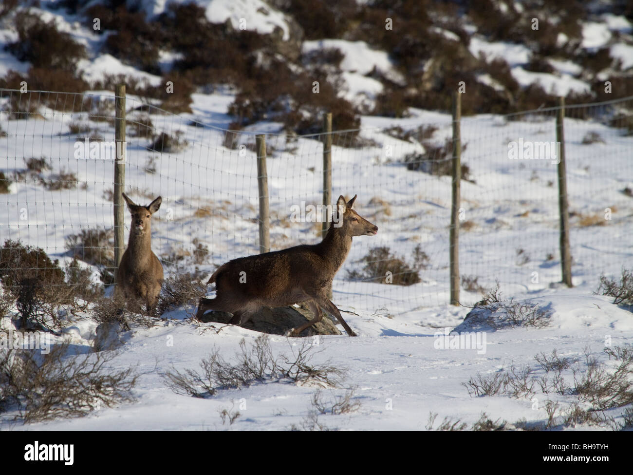Red deer, Cervus elaphus, hinds in the Scottish Highlands Stock Photo ...