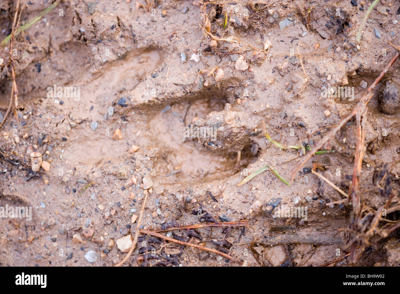 "Wild" or Feral Goat (Capra hircus). Footprint or hoof print in mud ...