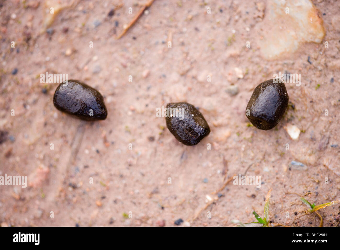 Animal droppings hi-res stock photography and images - Alamy
