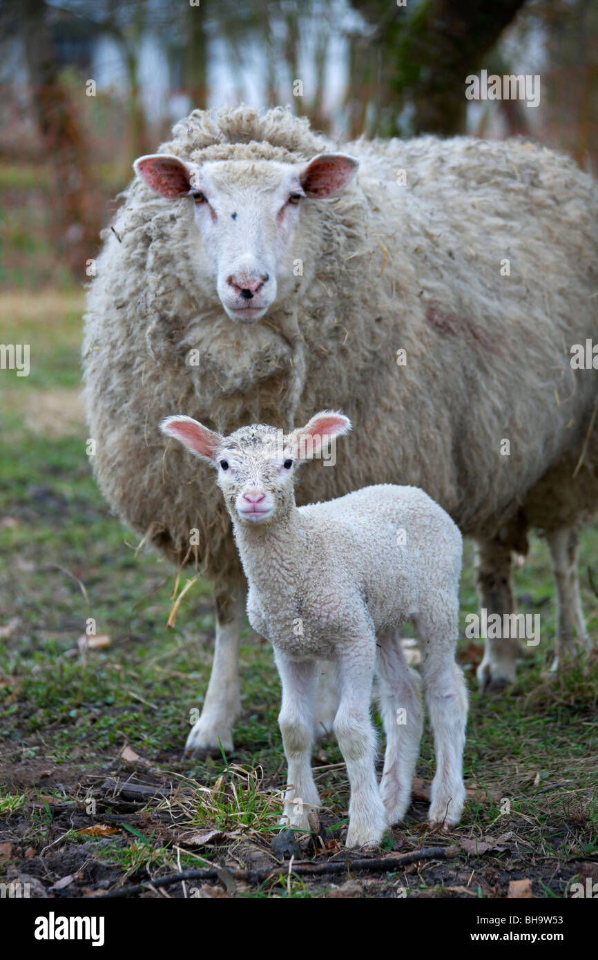 White domestic sheep (Ovis aries), ewe and lamb portrait, Germany Stock ...