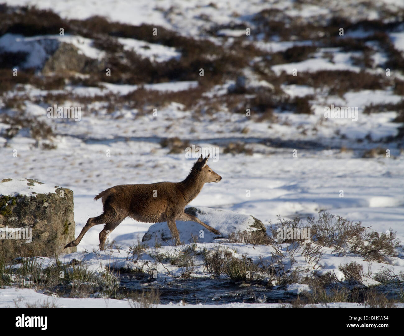 Red deer, Cervus elaphus, hind in the Scottish Highlands Stock Photo ...