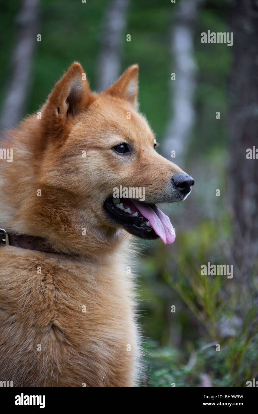 Nordic Spitz (Canis lupus familiaris) close up, used in bird hunting ...