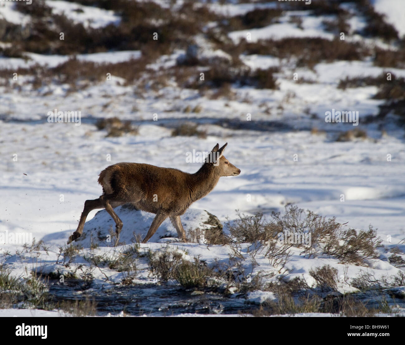 Red deer hind scotland winter hi-res stock photography and images - Alamy