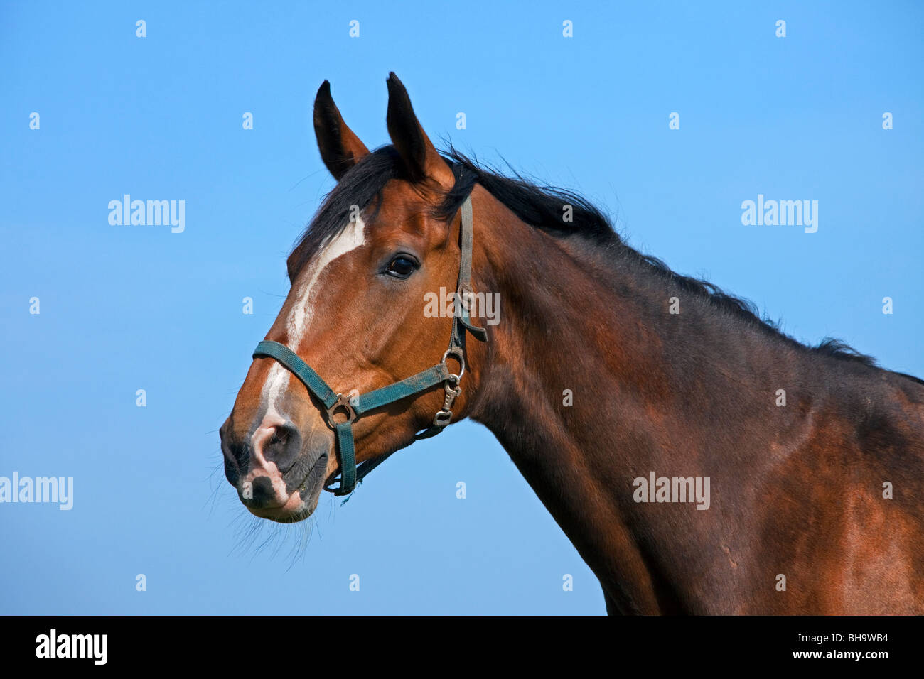 Holsteiner horse portrait hi-res stock photography and images - Alamy