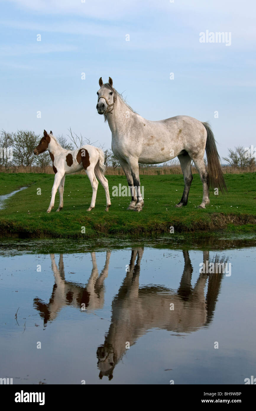White horse (Equus caballus) foal and mare reflection in water, Germany ...