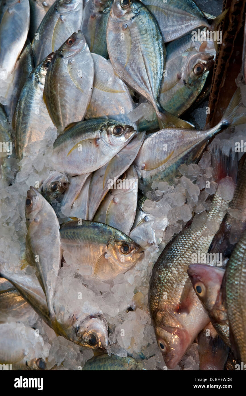 Fish on ice, displayed at a market Stock Photo - Alamy