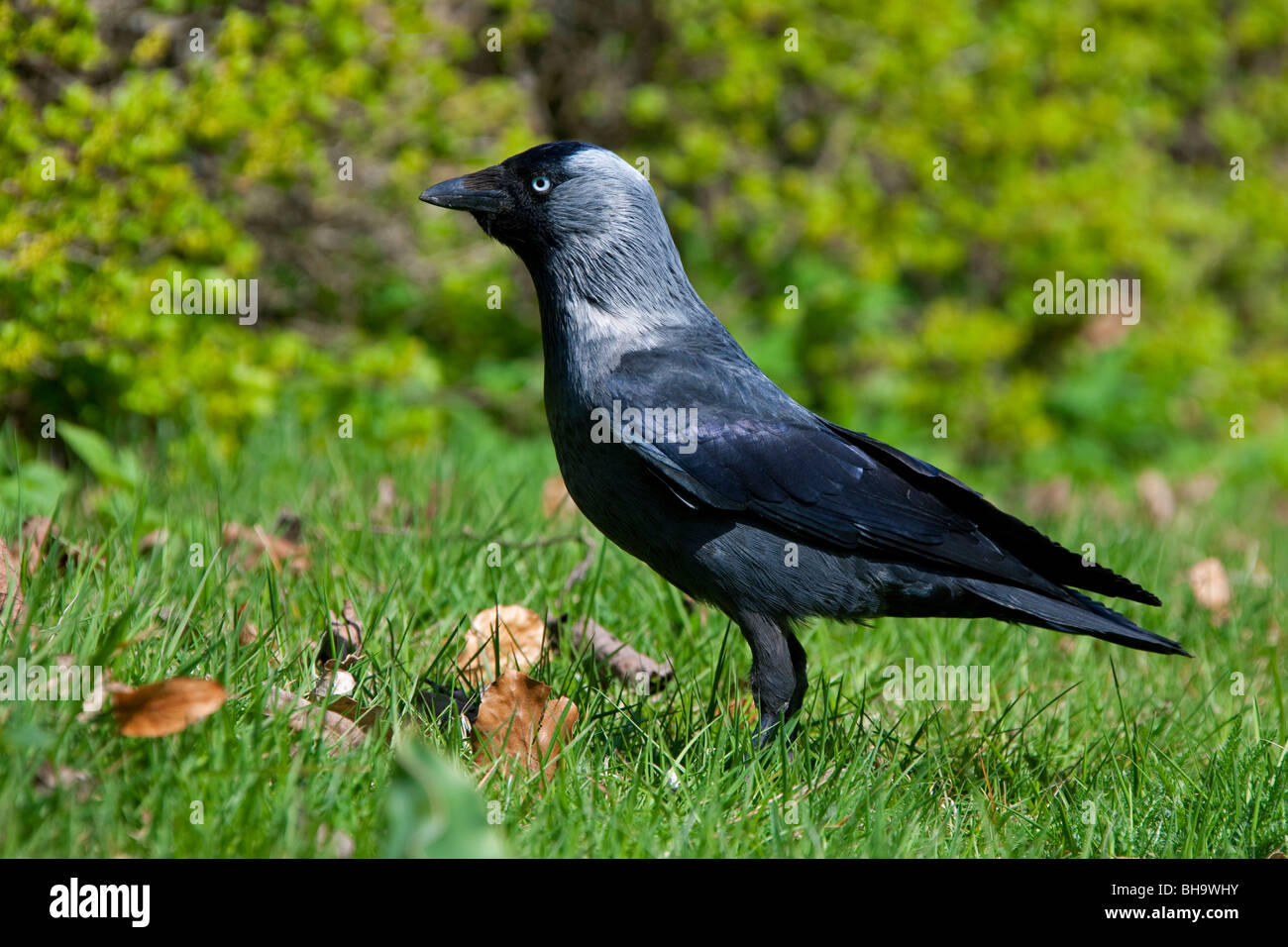 Corvus monedula hi-res stock photography and images - Alamy