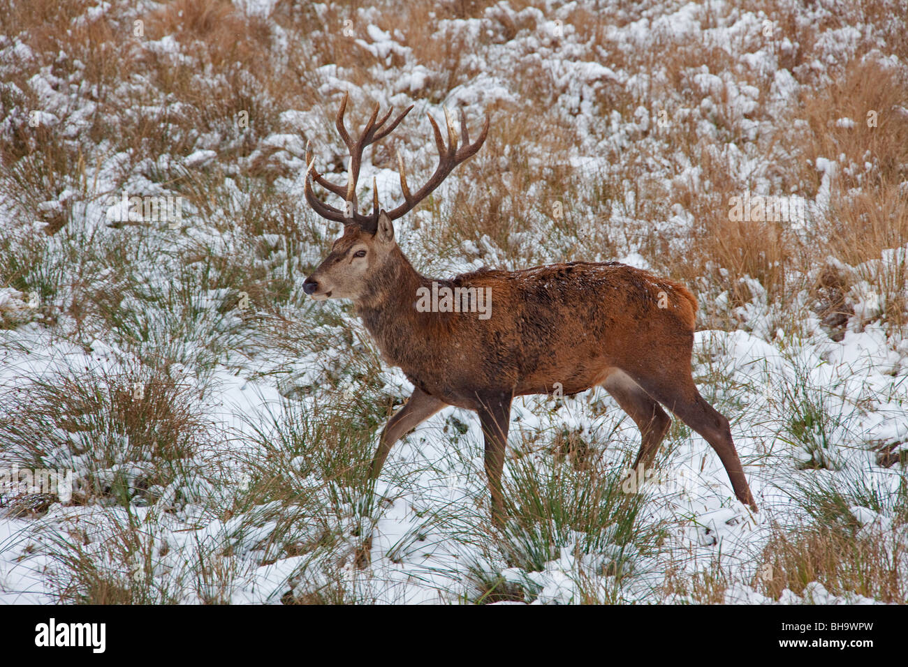Red deer stag snow hi-res stock photography and images - Alamy