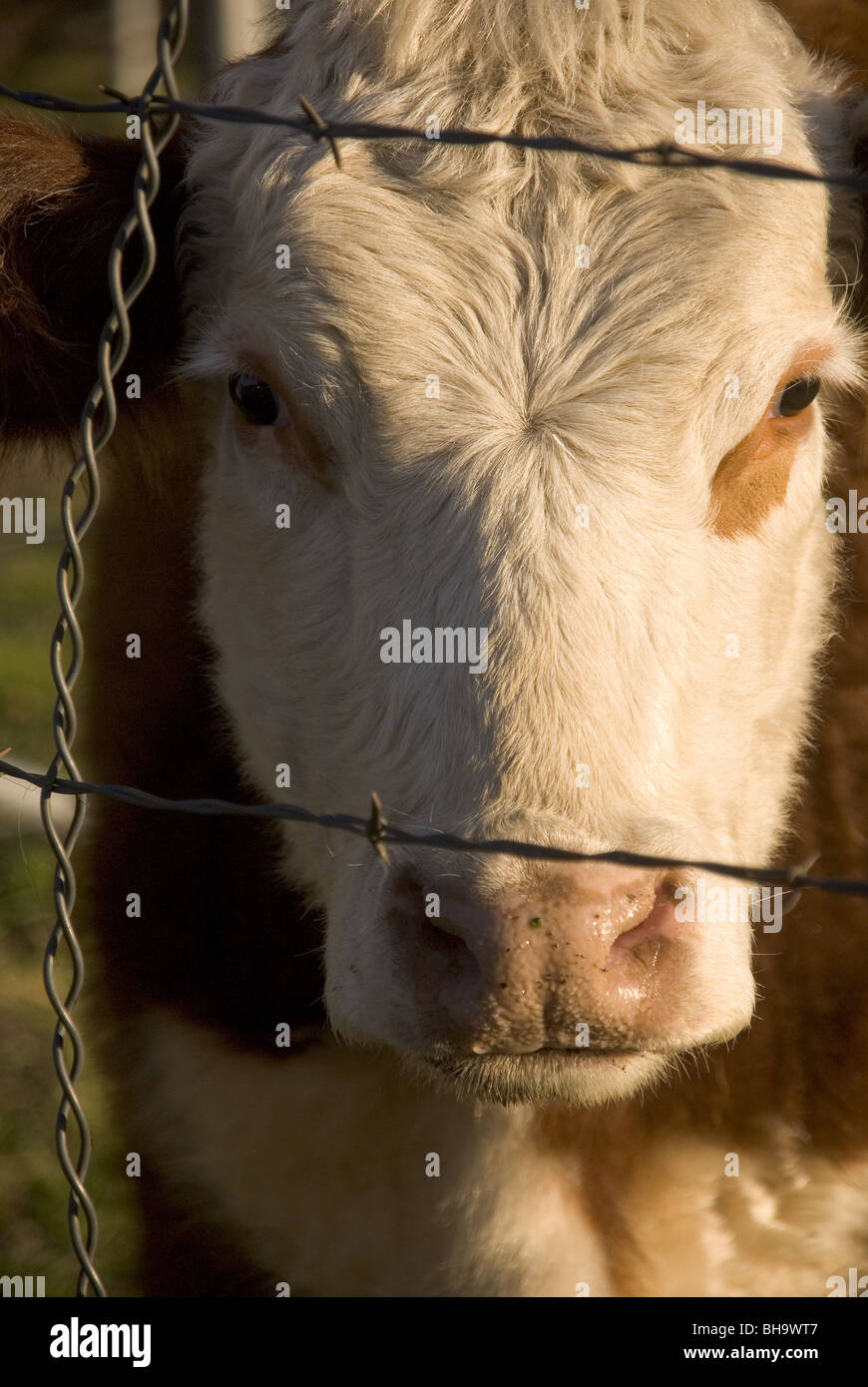 Cow Face Posing through a Barbed Wire Fence Stock Photo - Alamy