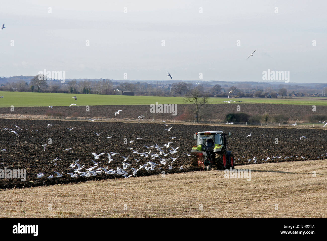 Gulls following tractor ploughing field hi-res stock photography and ...