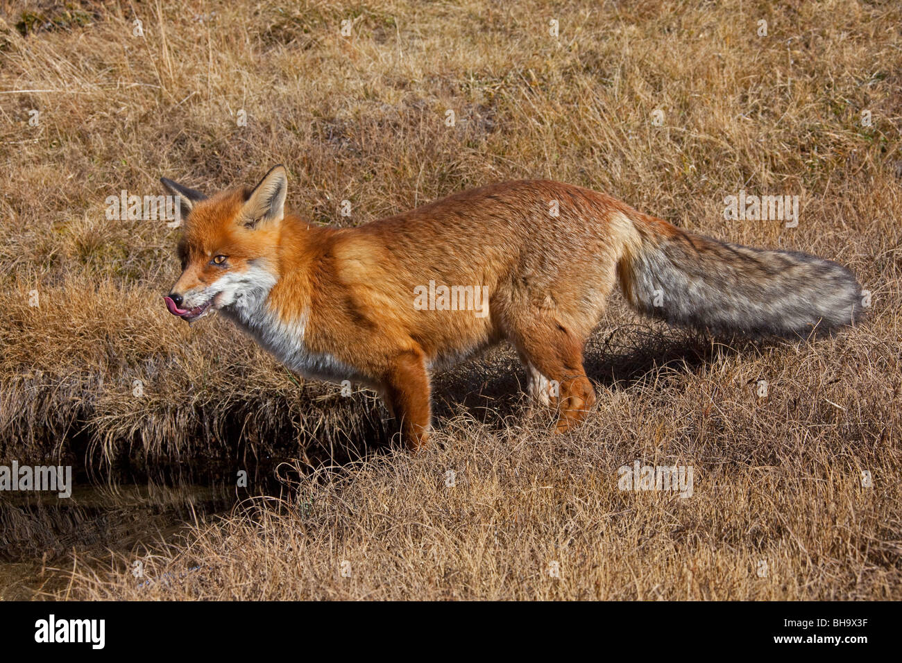 Red fox (Vulpes vulpes) drinking water from pool Stock Photo - Alamy