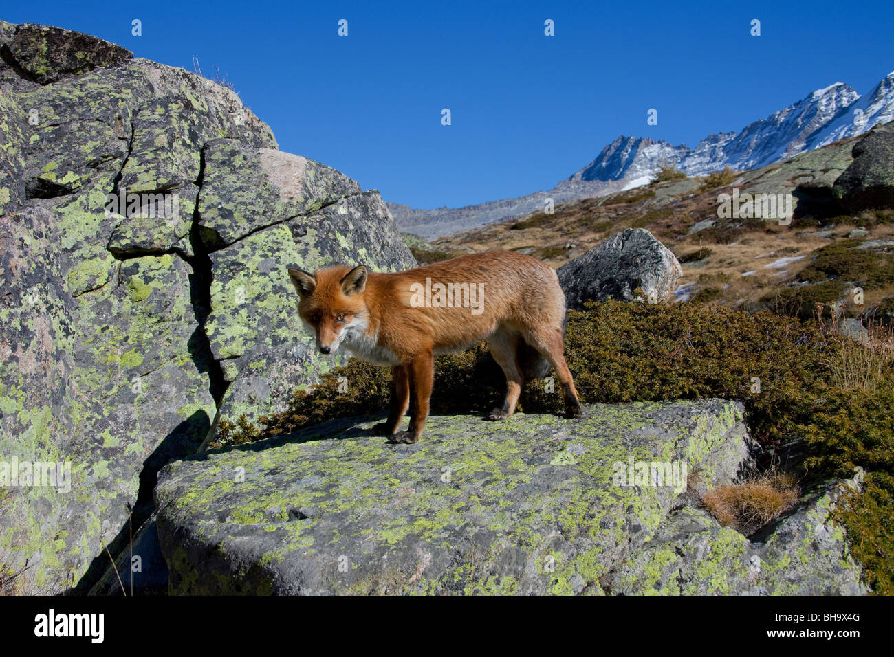 Red fox (Vulpes vulpes) on boulder in the mountains of the Alps, Gran ...