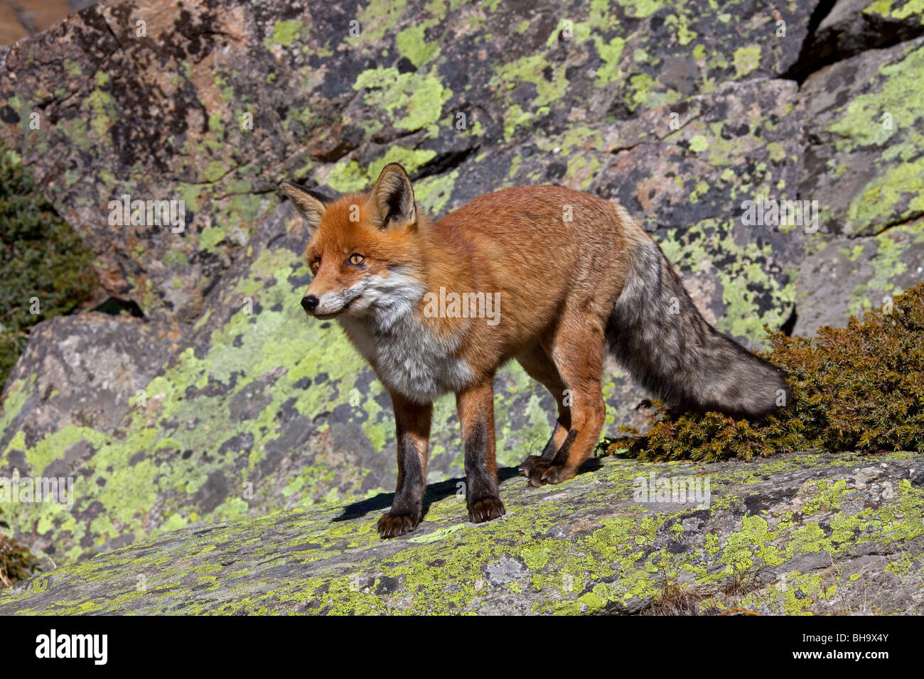 Red fox (Vulpes vulpes) in the mountains of the Alps Stock Photo - Alamy
