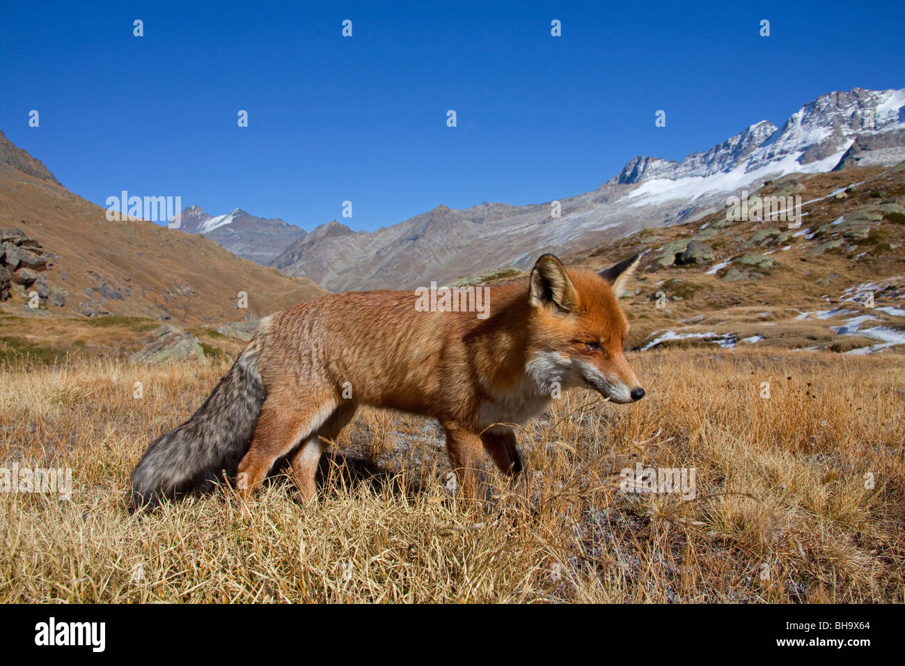 Red fox (Vulpes vulpes) in the mountains of the Alps, Gran Paradiso ...