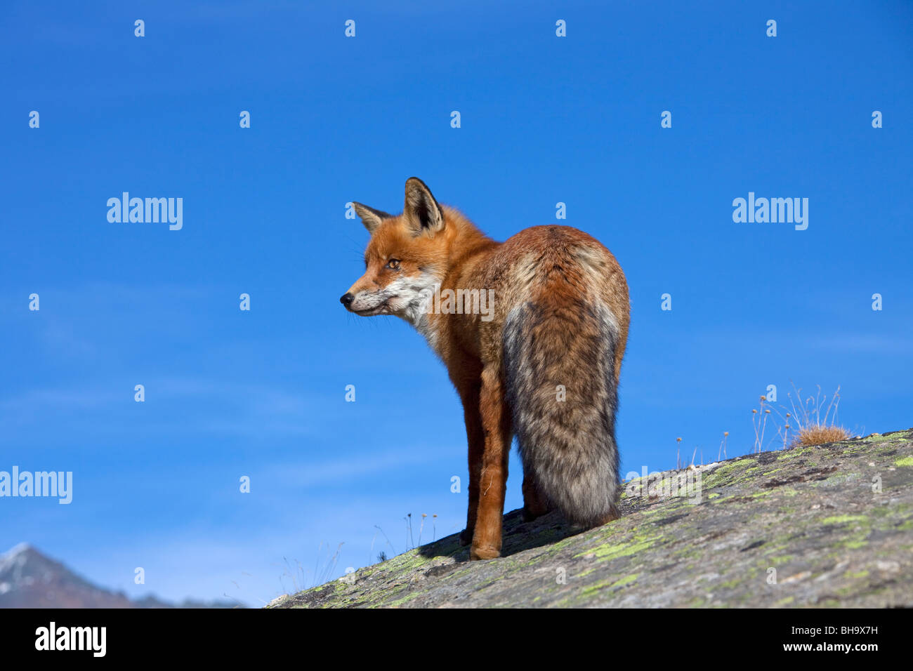 Red fox (Vulpes vulpes) in the mountains of the Alps Stock Photo - Alamy