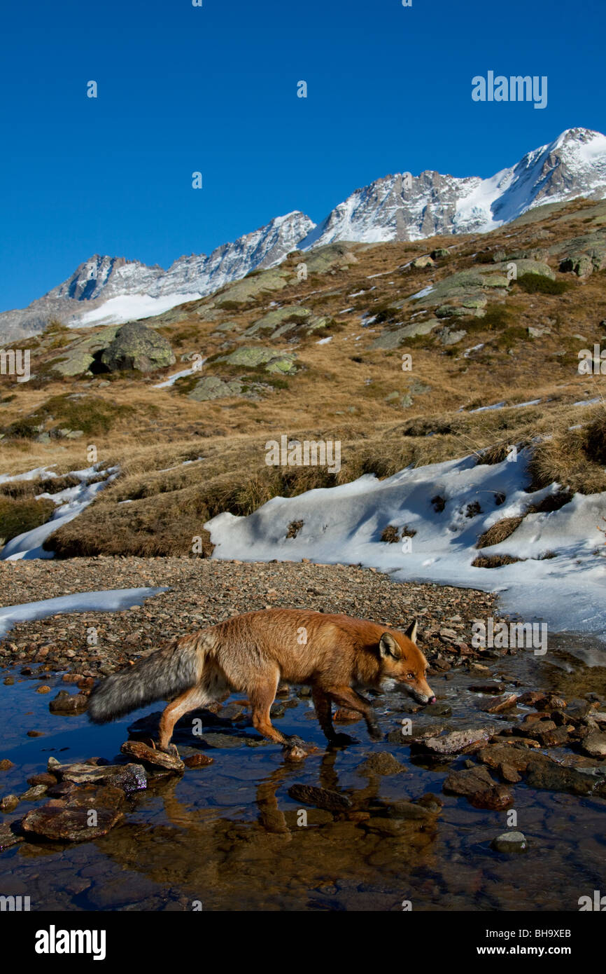 Red fox (Vulpes vulpes) crossing mountain stream in the Alps, Gran ...