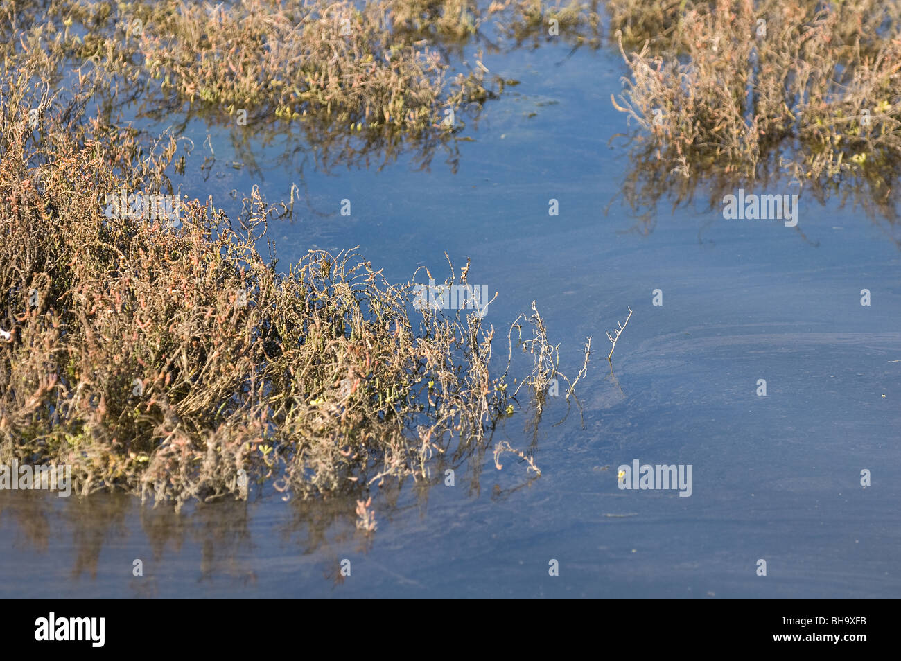 Pickleweed california hi-res stock photography and images - Alamy