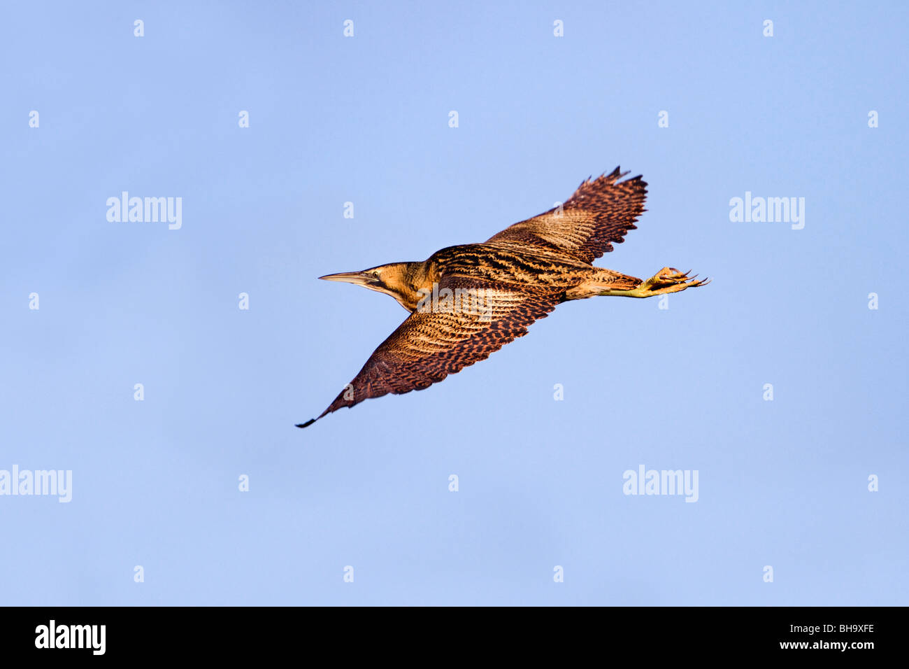 Bittern in flight hi-res stock photography and images - Alamy