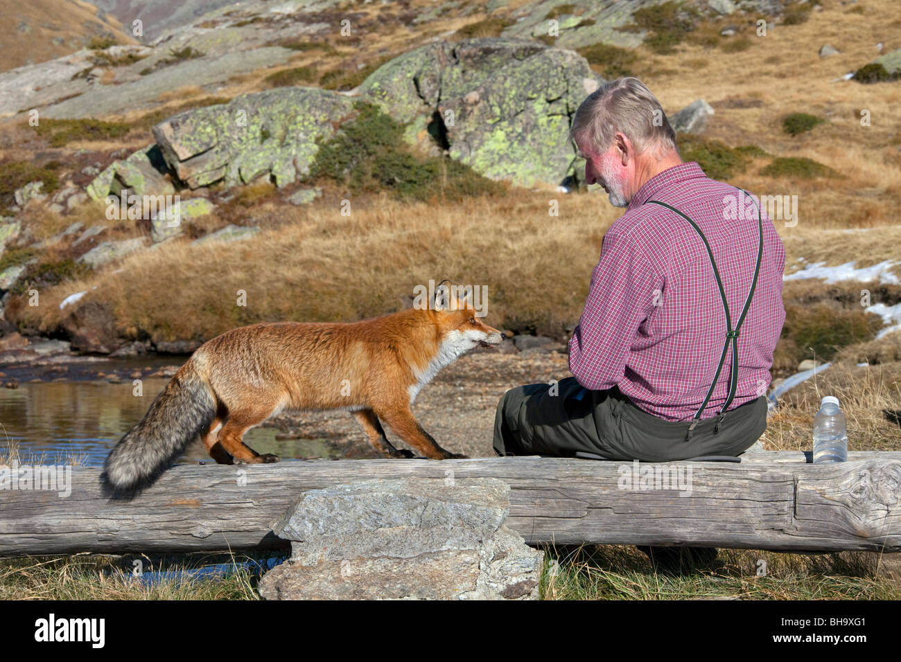 Curious Red fox (Vulpes vulpes) visiting walker in the mountains of the ...