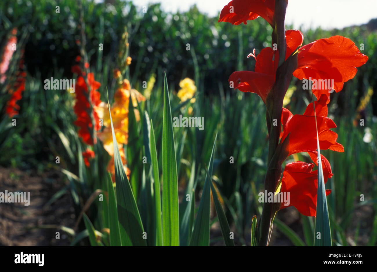 Pick colored flower hi-res stock photography and images - Alamy