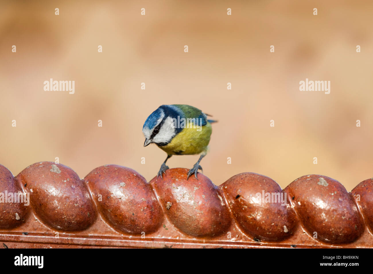 Blue Tit; Parus caeruleus; in garden on rope tile Stock Photo - Alamy