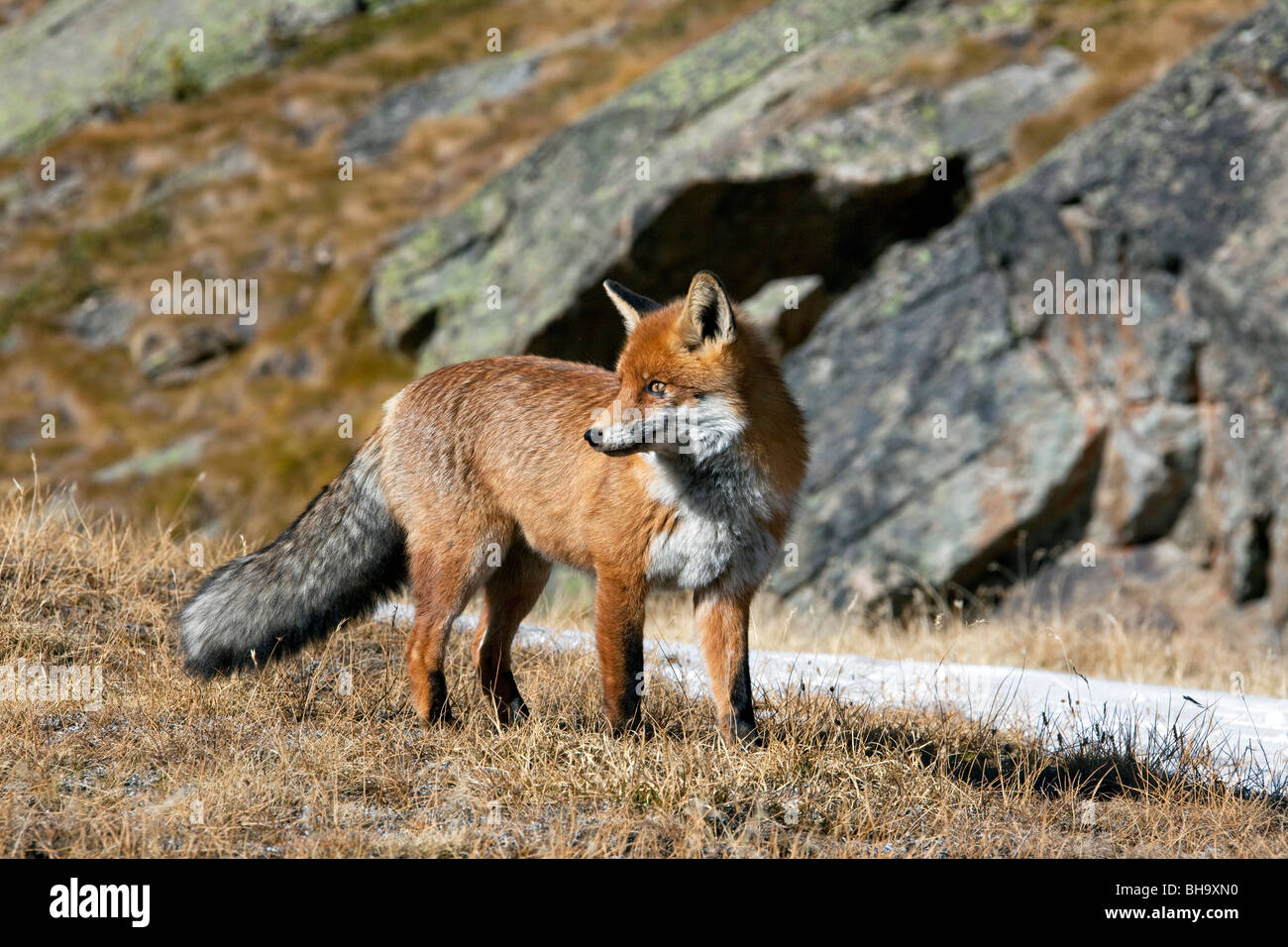 Red fox (Vulpes vulpes) in the mountains of the Alps Stock Photo - Alamy