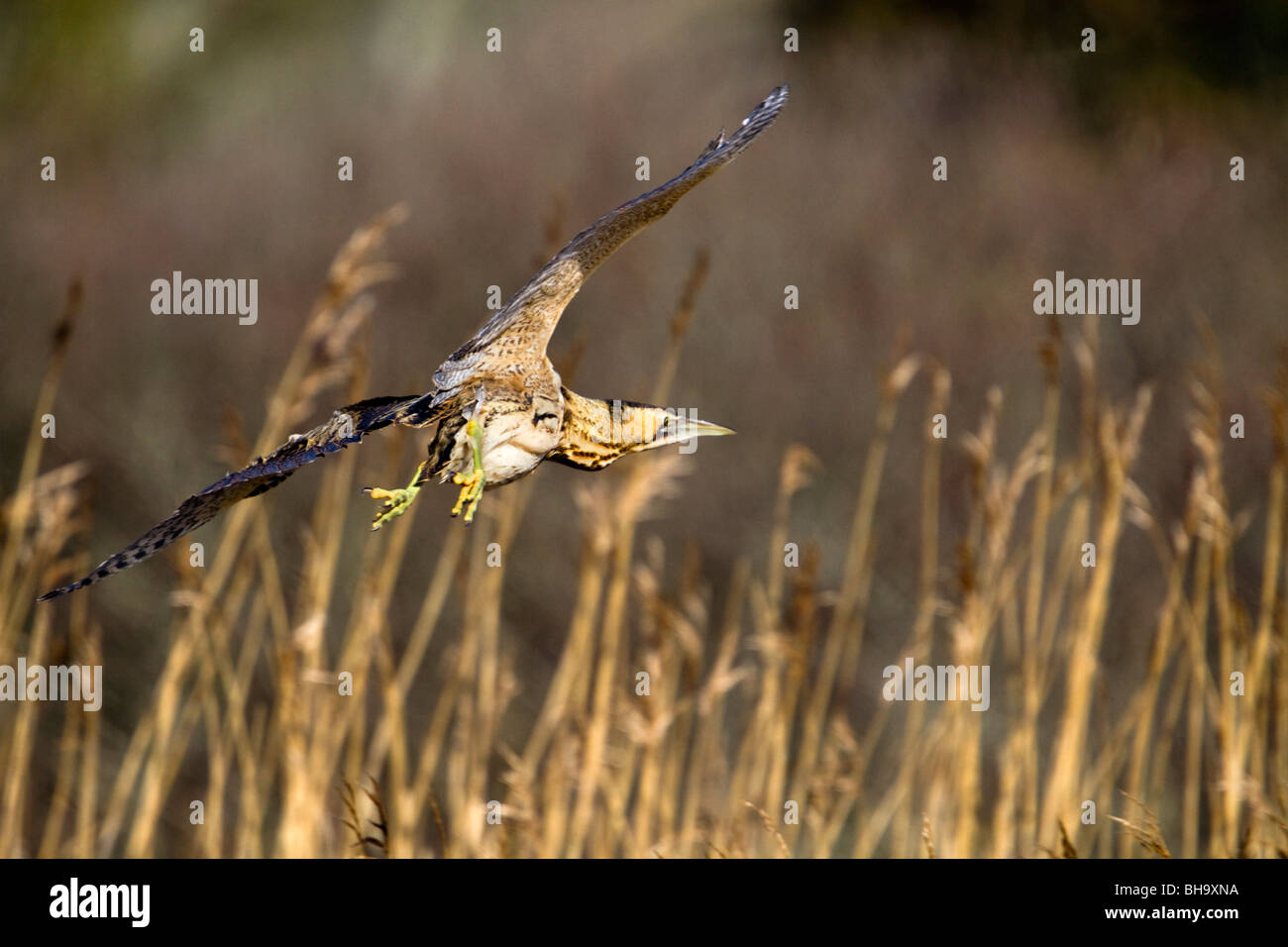 Bittern in flight hi-res stock photography and images - Alamy