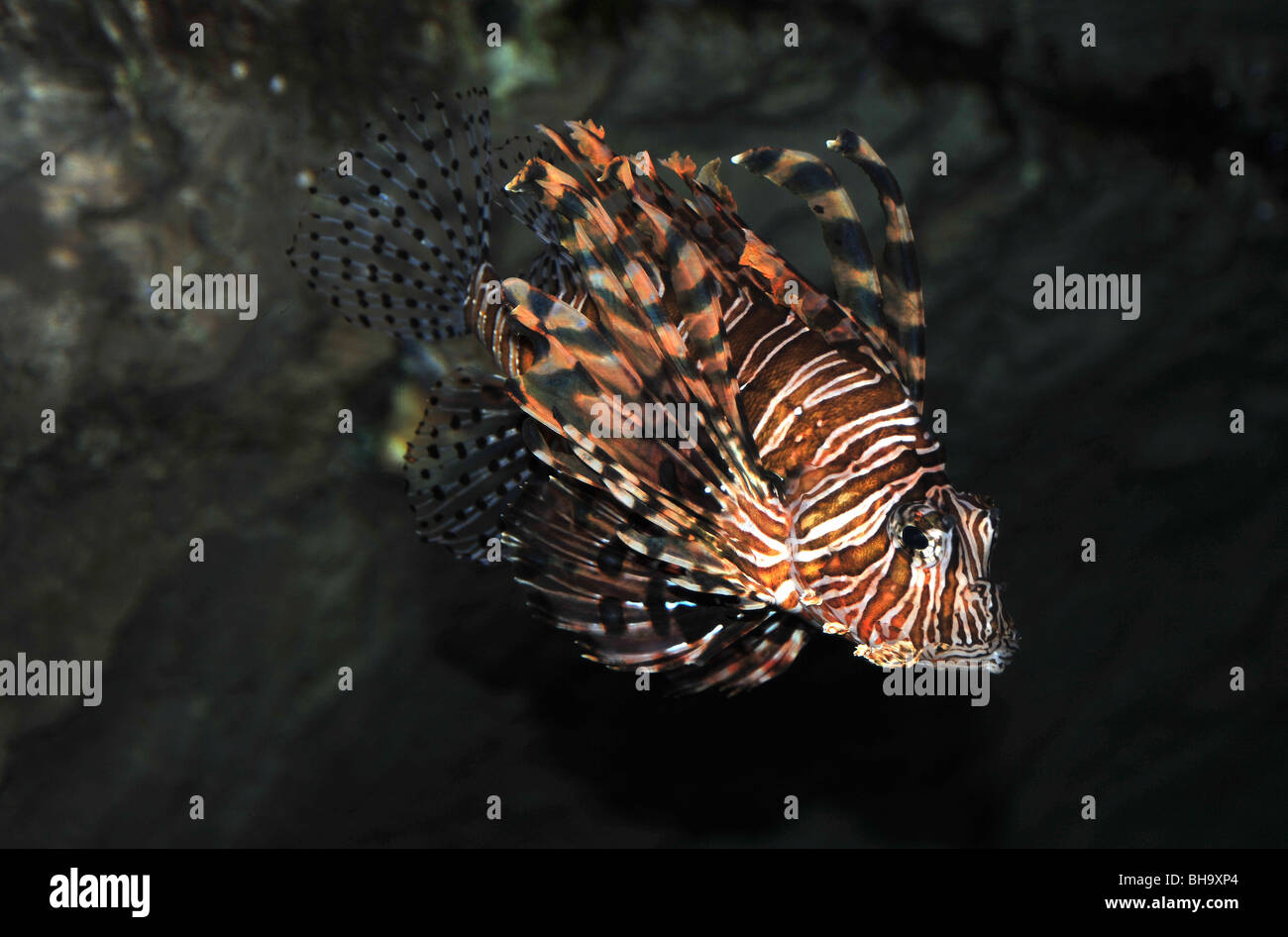 exotic fish from an aquarium Stock Photo - Alamy
