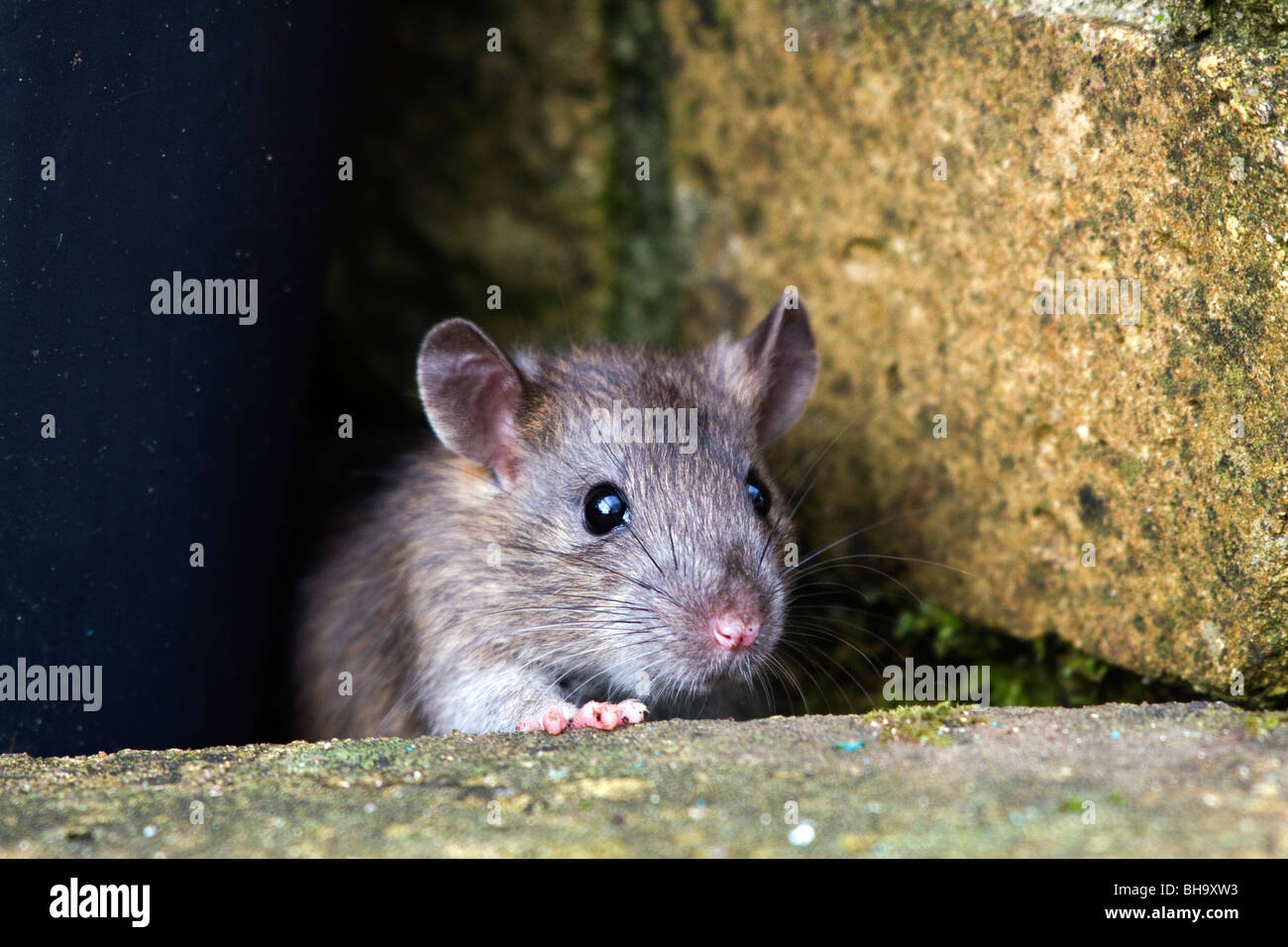 Brown Rat; Rattus norvegicus; in garden Stock Photo - Alamy