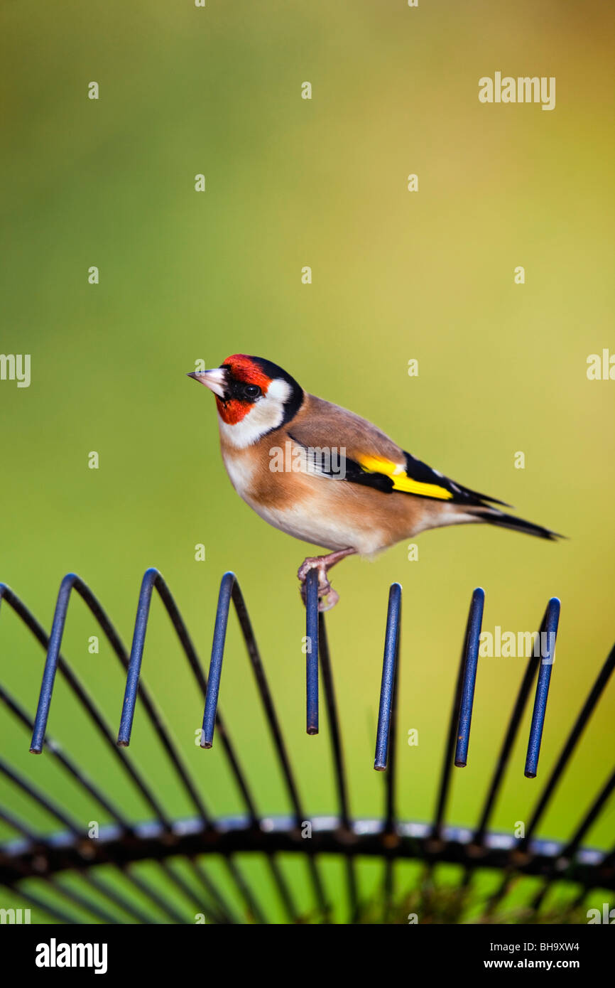 Goldfinch hi-res stock photography and images - Alamy