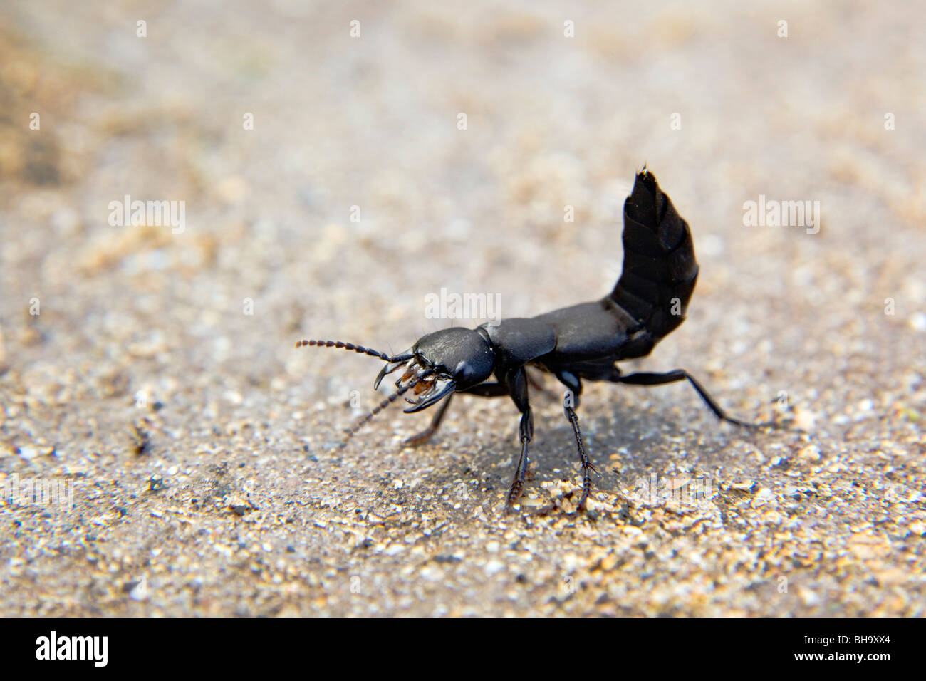 Devil's Coach Horse; Staphylinus olens; beetle in threat position Stock ...