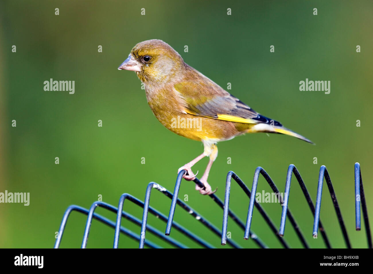 Greenfinch male plumage hi-res stock photography and images - Alamy