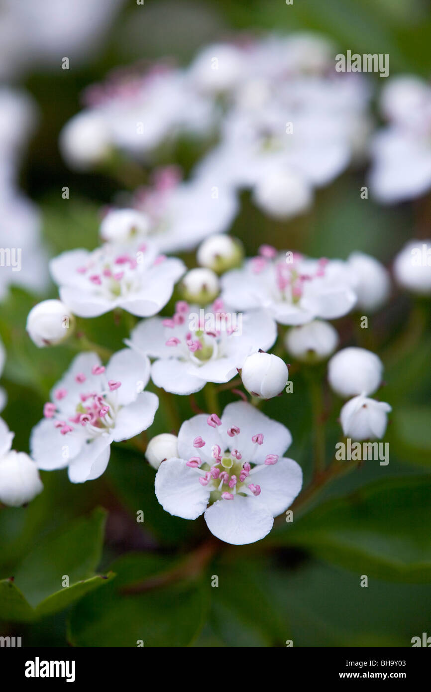 Hawthorn leaves in spring hi-res stock photography and images - Alamy
