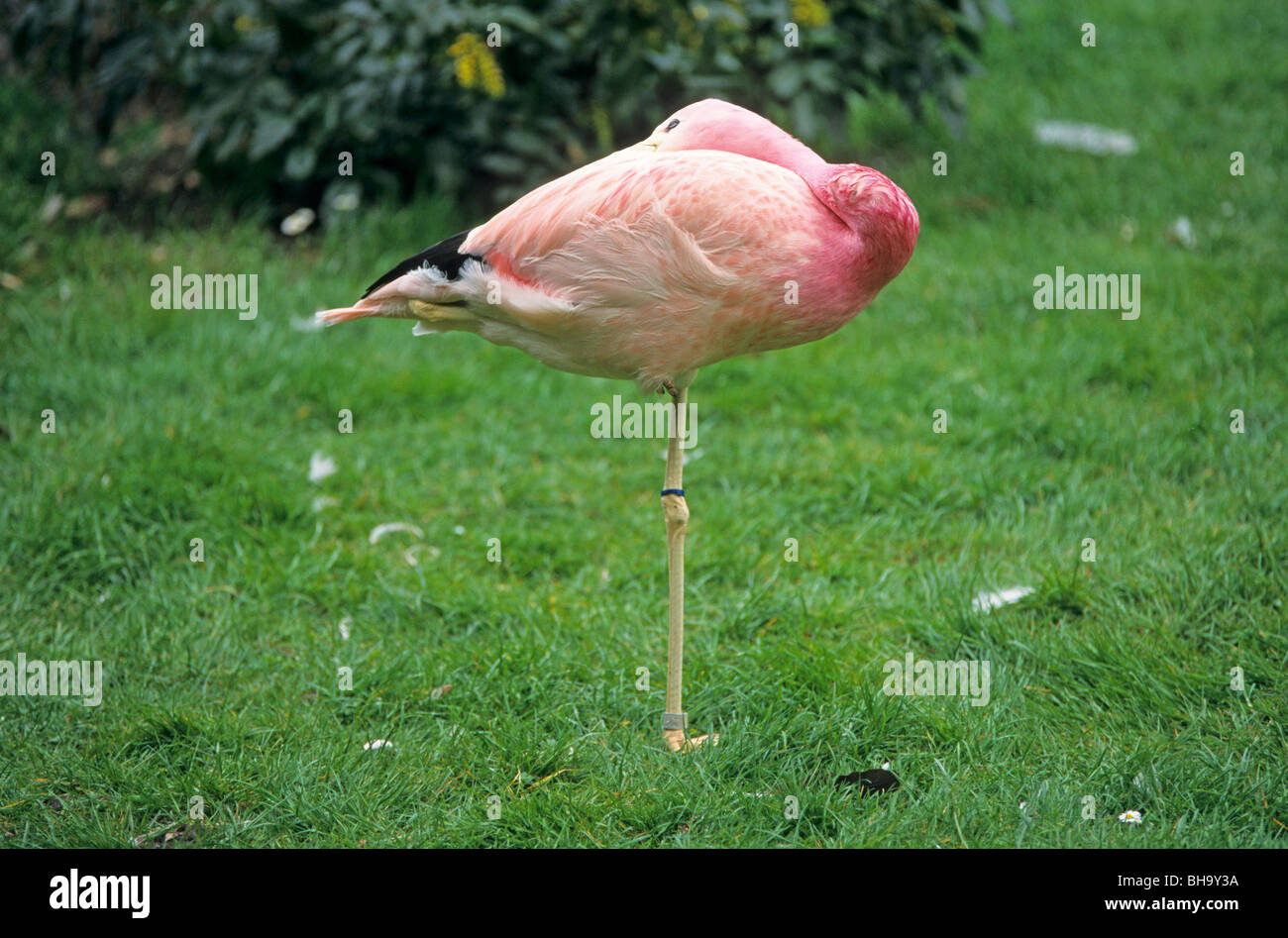 Flamingo stand on one leg hi-res stock photography and images - Alamy