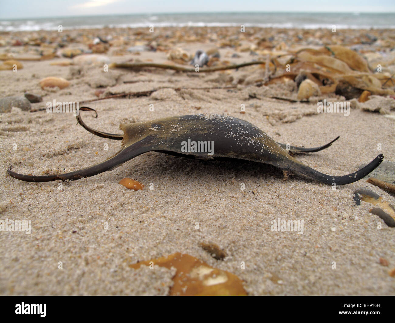 Mermaids purse hi-res stock photography and images - Alamy