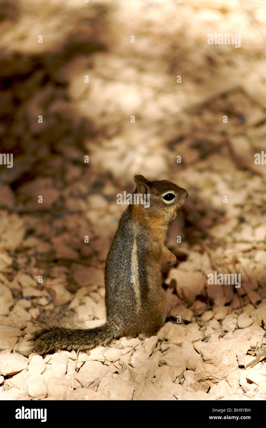 Chipmunk, Bryce Canyon National Park Utah Stock Photo - Alamy