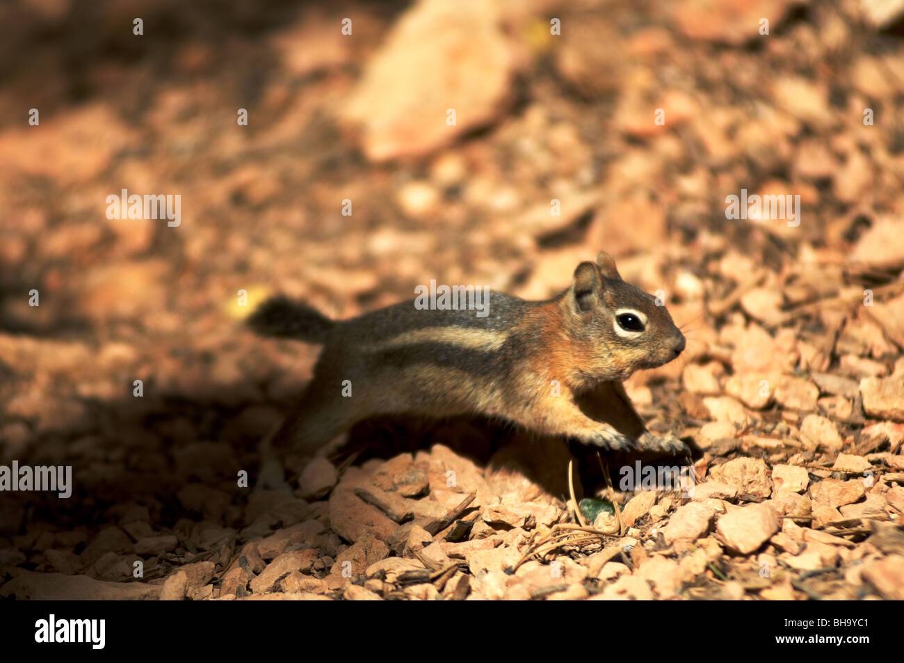 Chipmunk, Bryce Canyon National Park Utah Stock Photo - Alamy