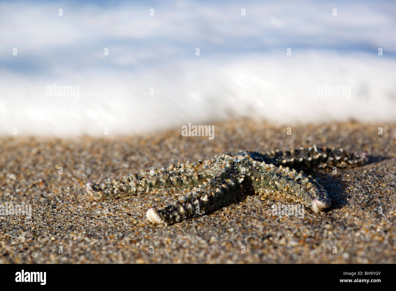 Starfish stranded on beach hi-res stock photography and images - Alamy