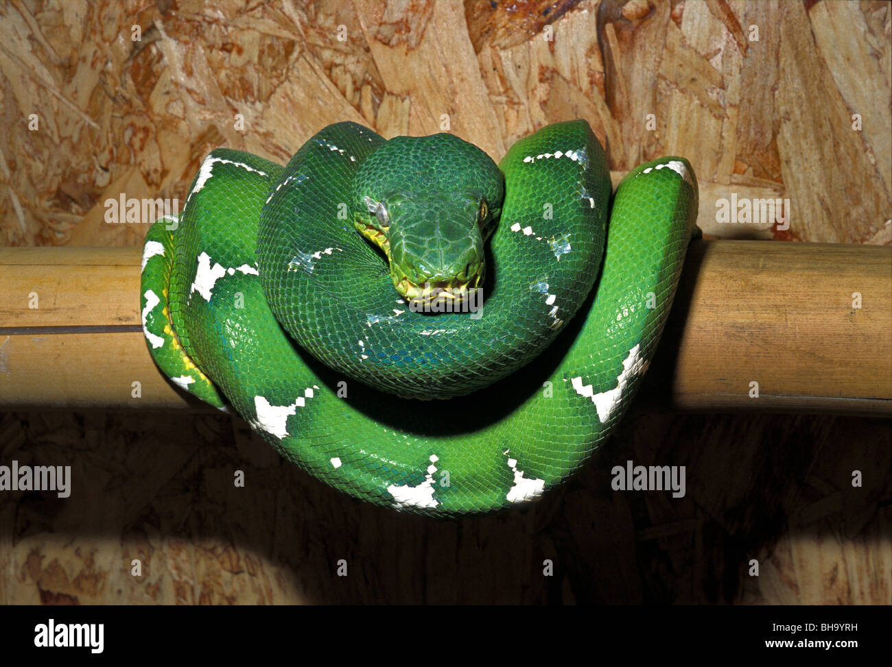 Emerald tree boa in tree hi-res stock photography and images - Alamy
