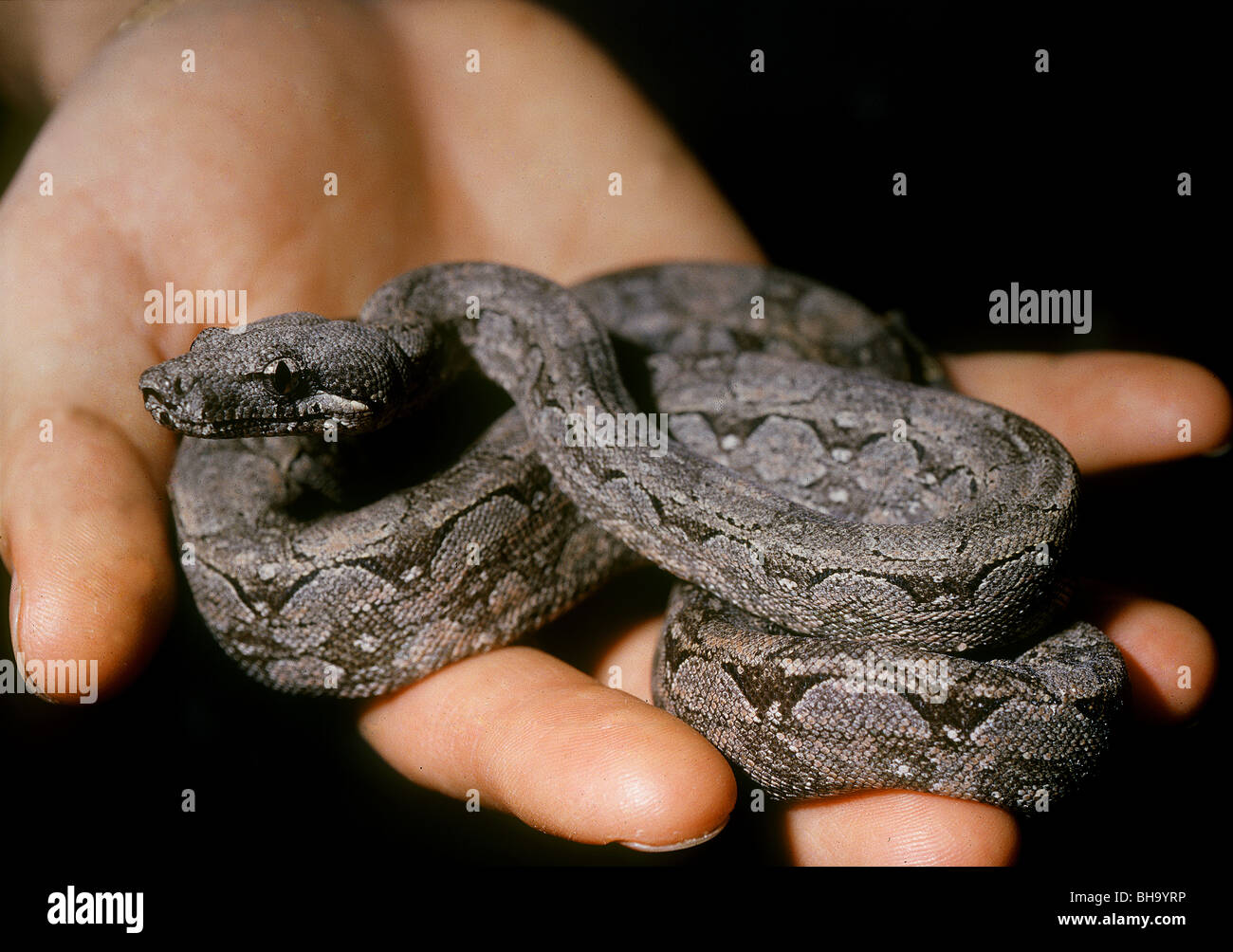 Young Boa constrictor occidentalis Boidae, Center America, South ...