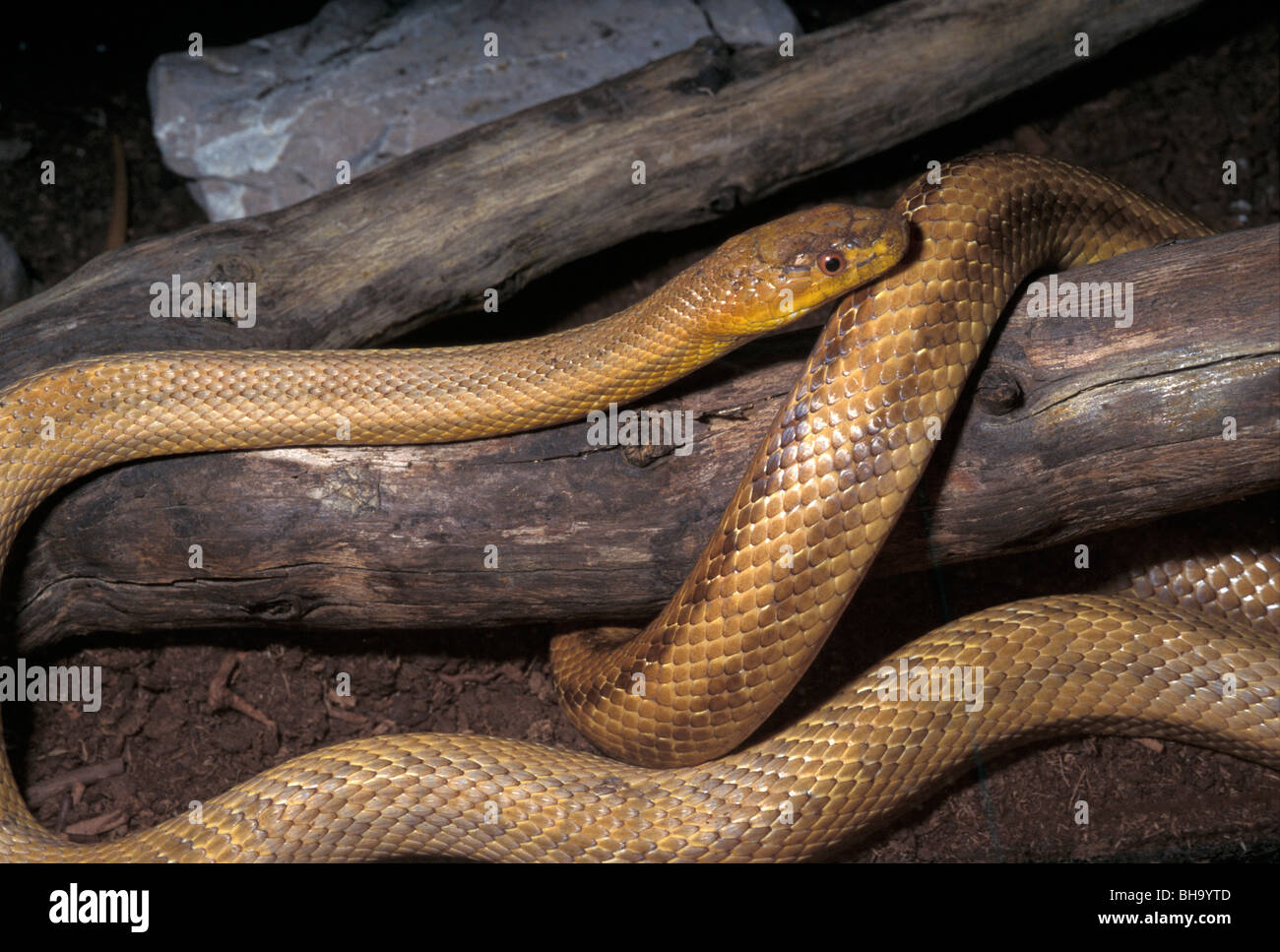 Elaphe obsoleta rossaleni hi-res stock photography and images - Alamy