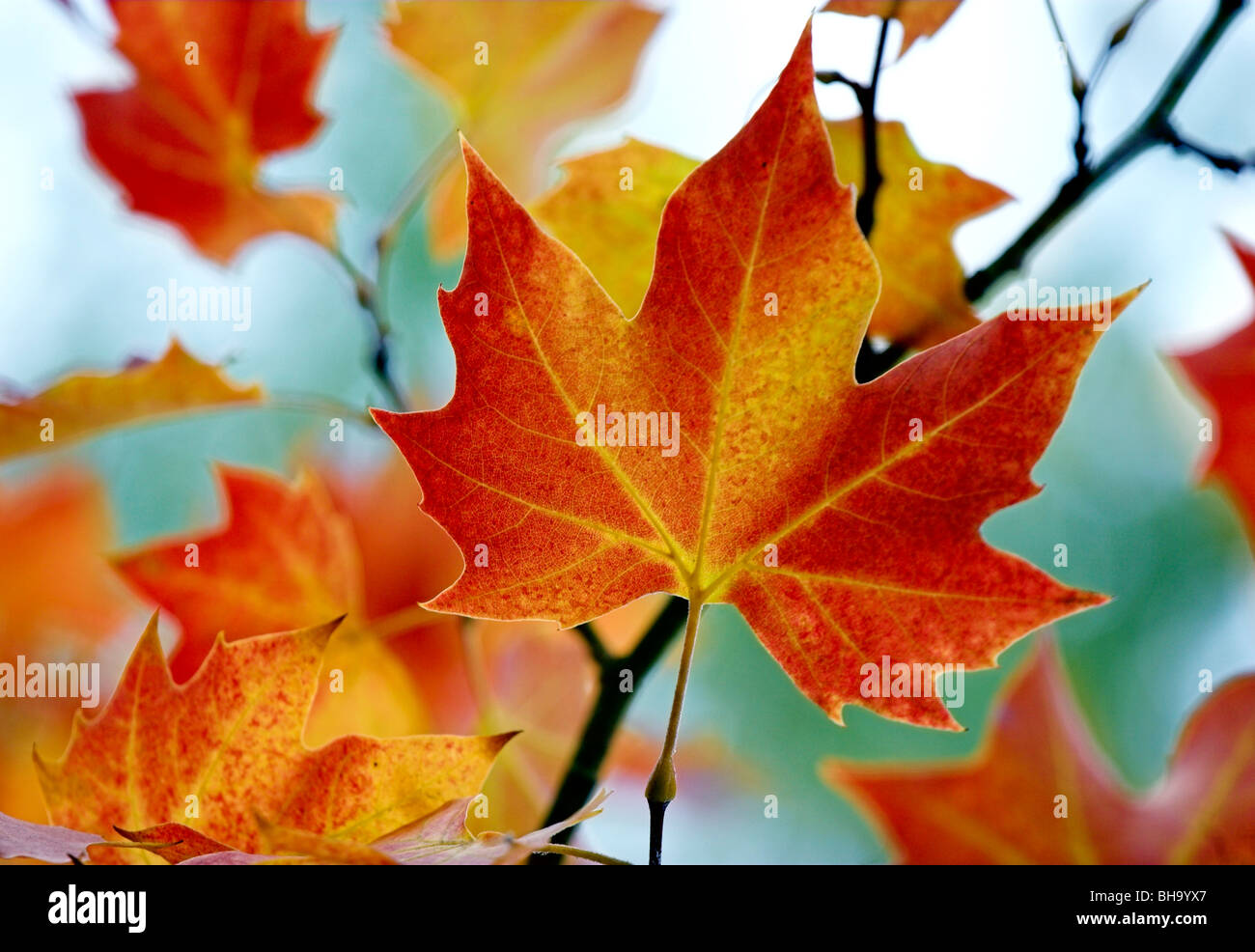 Beautiful colored fall leaves - Great Autumn background Stock Photo - Alamy