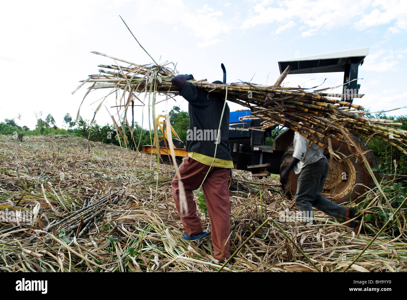 Cutting sugarcane hi-res stock photography and images - Alamy